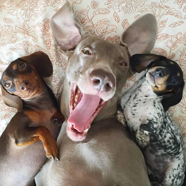 triple-custom-dog-crates-carolina-dog-crate-co_530514fa-b4d3-4f94-b777 ...